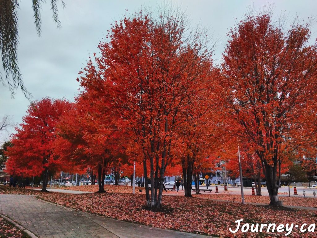 Toronto Fall Colours多伦多秋色 – Journey.ca 白菜价环球旅行