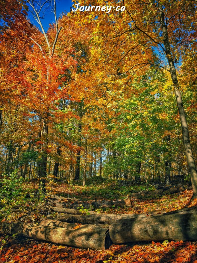 Betty Sutherland Trail, Toronto, Canada – Journey.ca 白菜价环球旅行