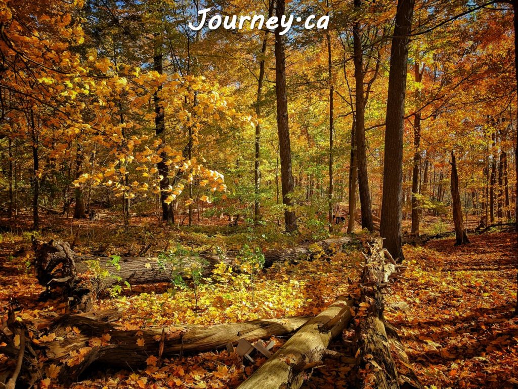 Betty Sutherland Trail, Toronto, Canada – Journey.ca 白菜价环球旅行