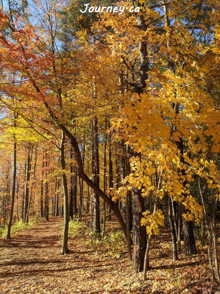 Betty Sutherland Trail, Toronto, Canada – Journey.ca 白菜价环球旅行